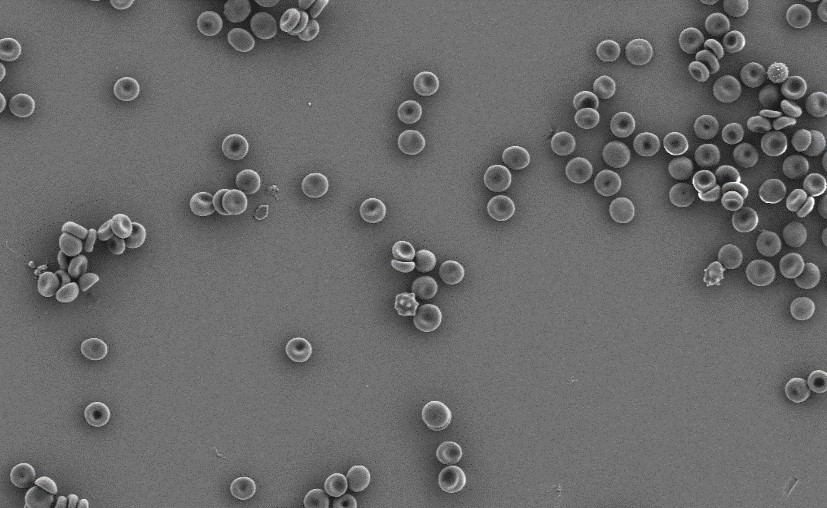 Storing Blood as a Dry Powder | The Scan